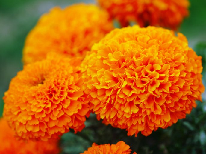 La leyenda del cempasúchil: flor sagrada del Día de Muertos ...